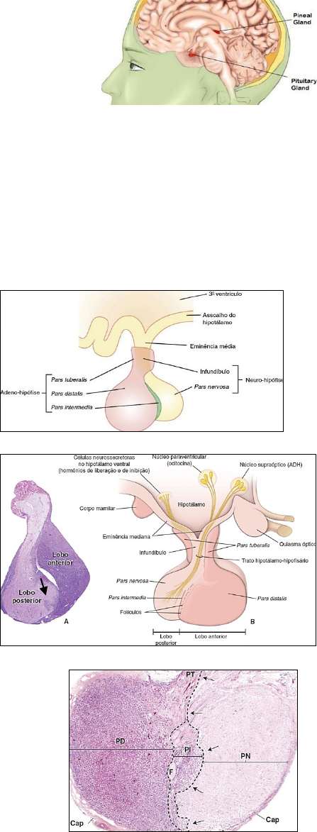 Disseccao Da Glandula Pineal