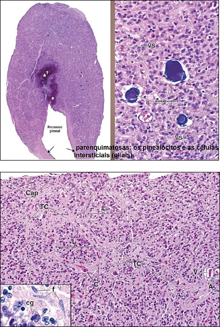 Histologia Da Glandula Pineal Anatomical, Scanning Electron
