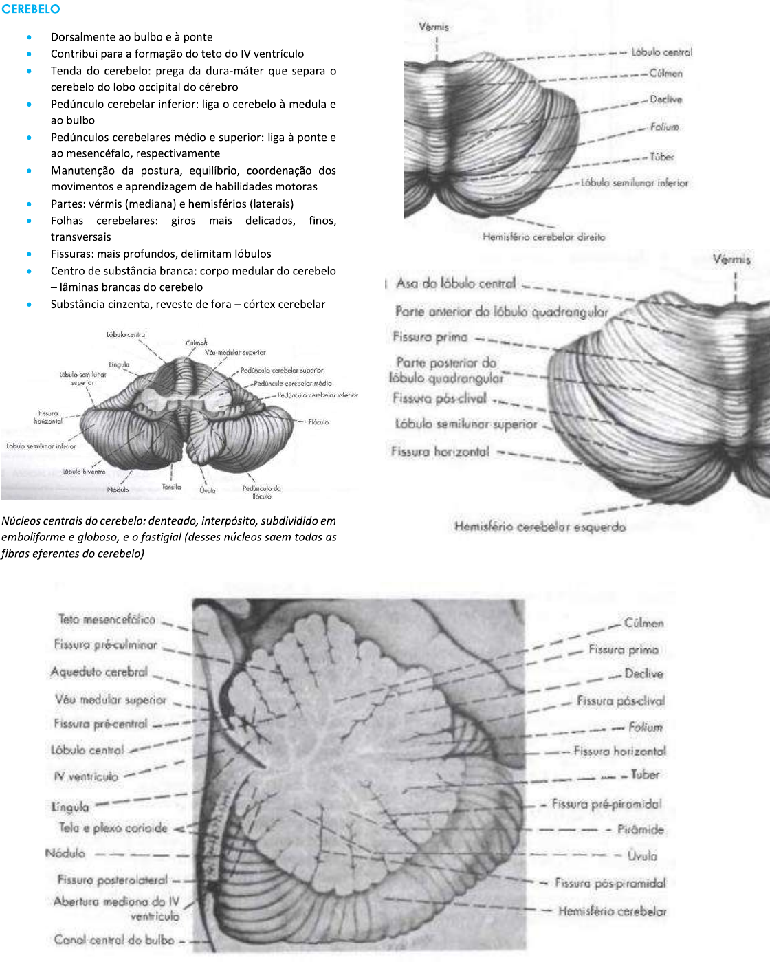 Anatomia Macroscópica Do Tronco Encefálico Neuroanatomia