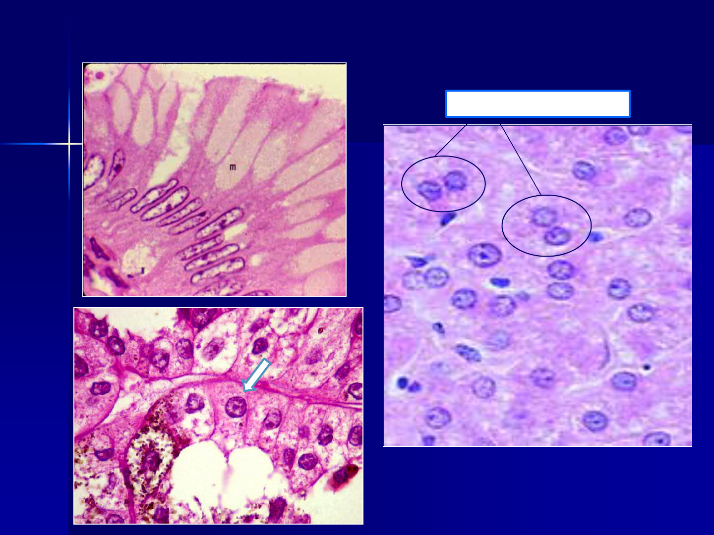 Estrutura do núcleo Ang - Biologia Celular