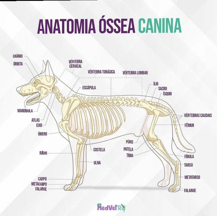 anatomia do cachorro - Anatomia Veterinária I