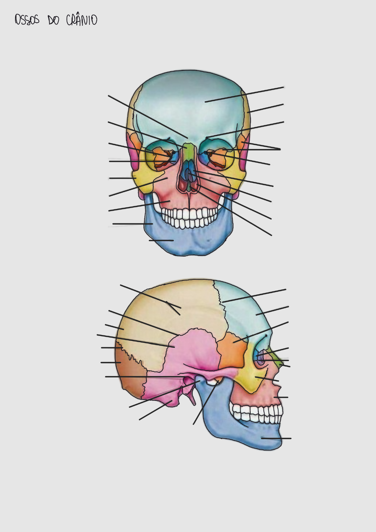 Revisão anatomia e exame físico da cabeça - Anatomia I