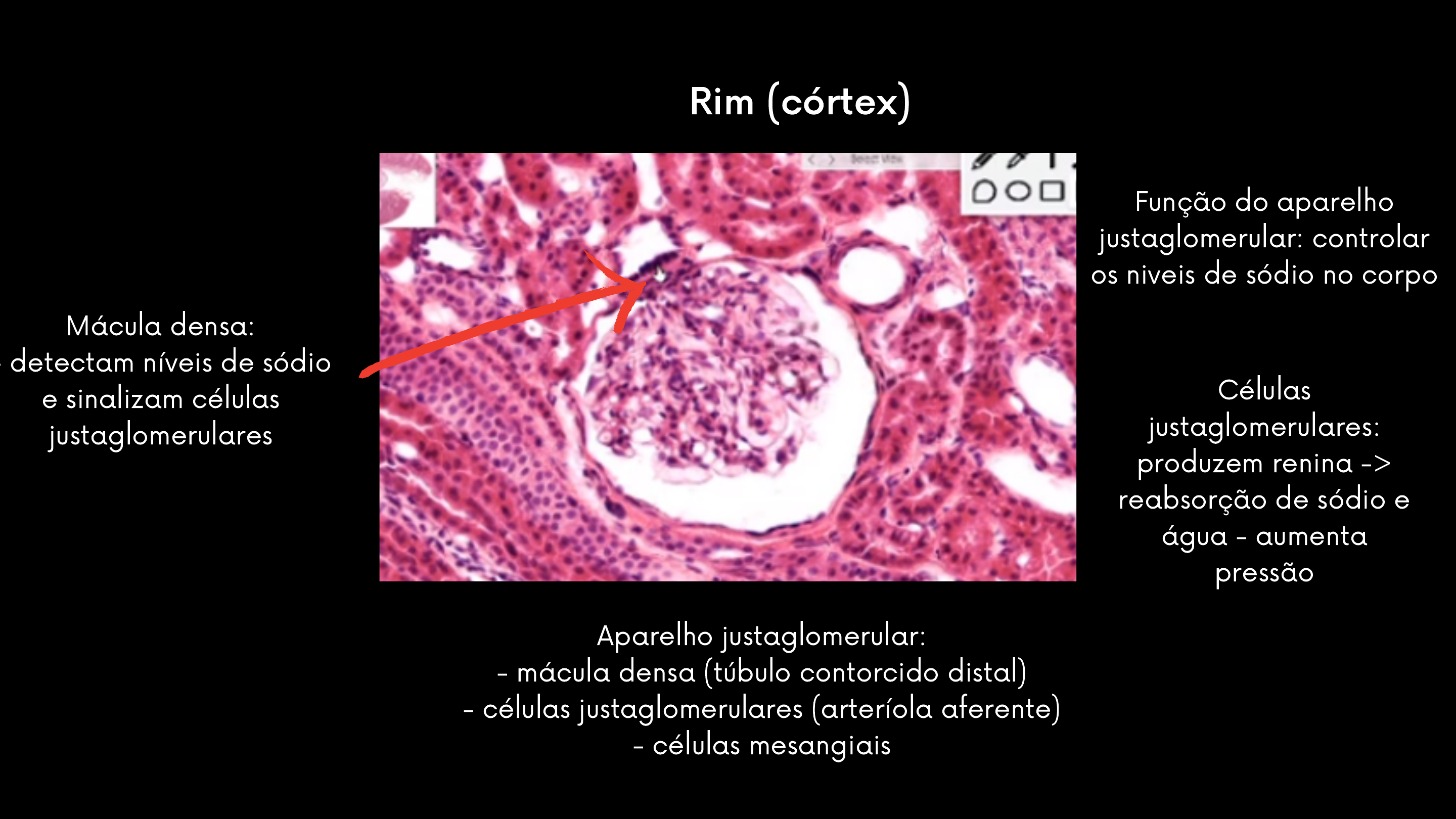 Histologia Do Aparelho Justaglomerular Sistema Renal Histologia