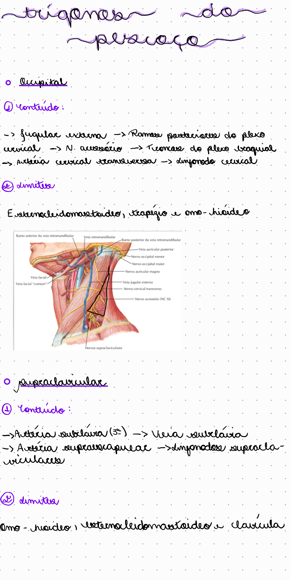 Trígonos do pescoço - Anatomia II