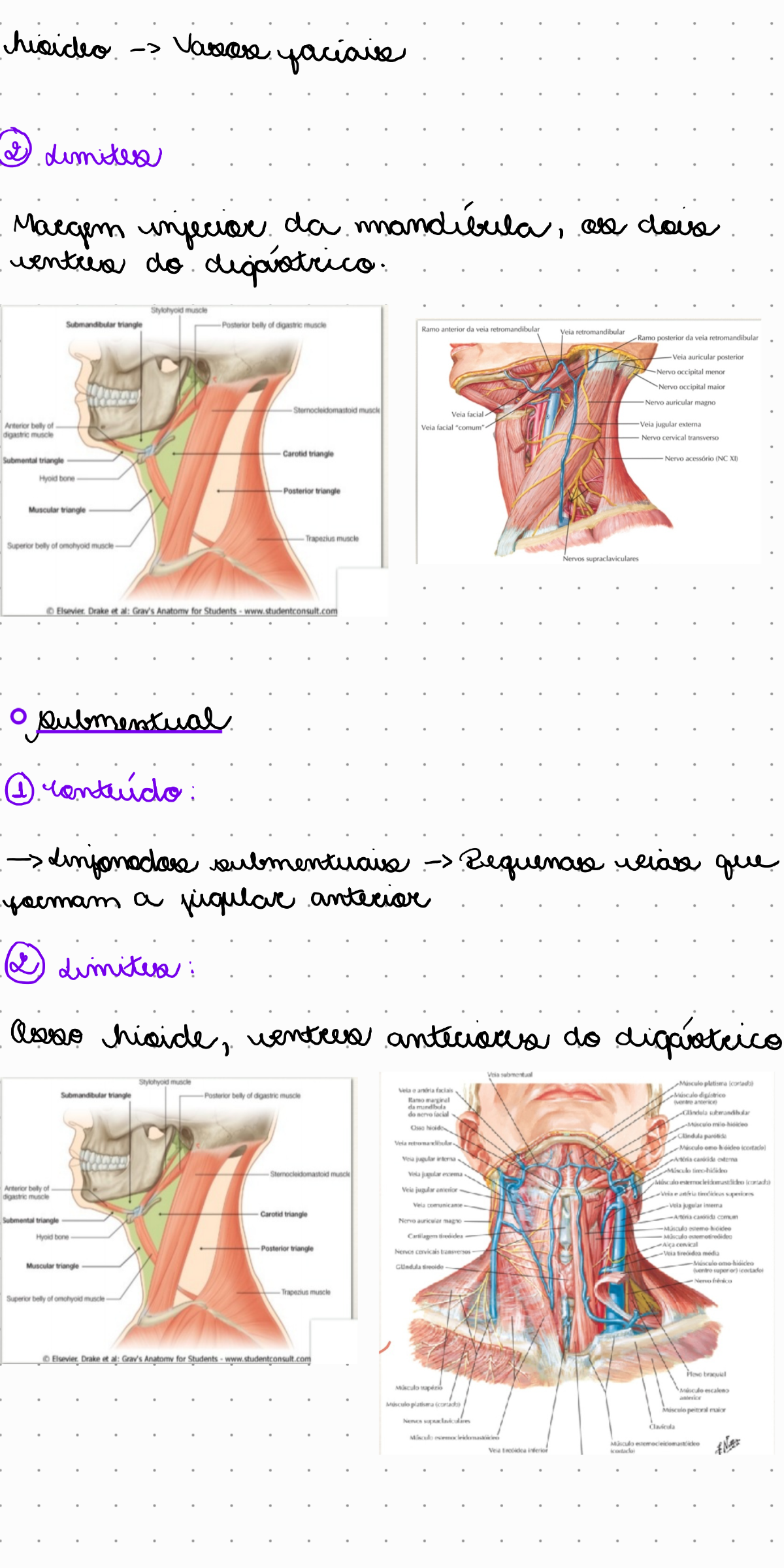 Trígonos do pescoço - Anatomia II