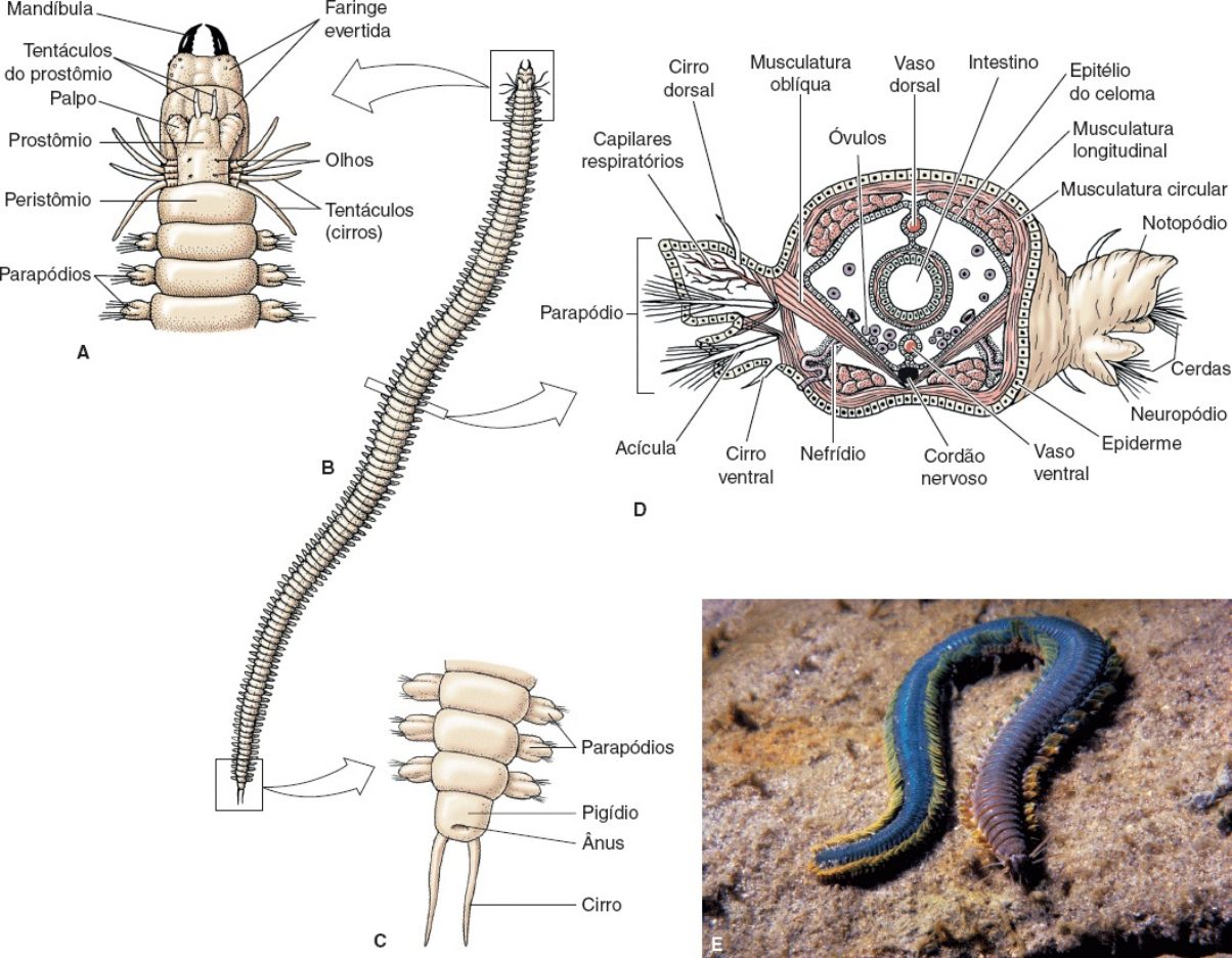Diagrama De Secao Transversal De Nereis FILO ANNELIDA 5