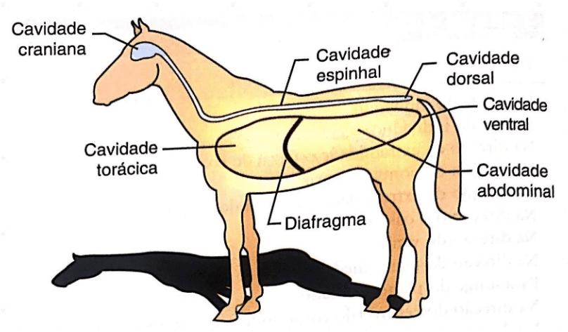 Cavidades corpóreas em equino Vista lateral esquerda - Anatomia Veterinária I
