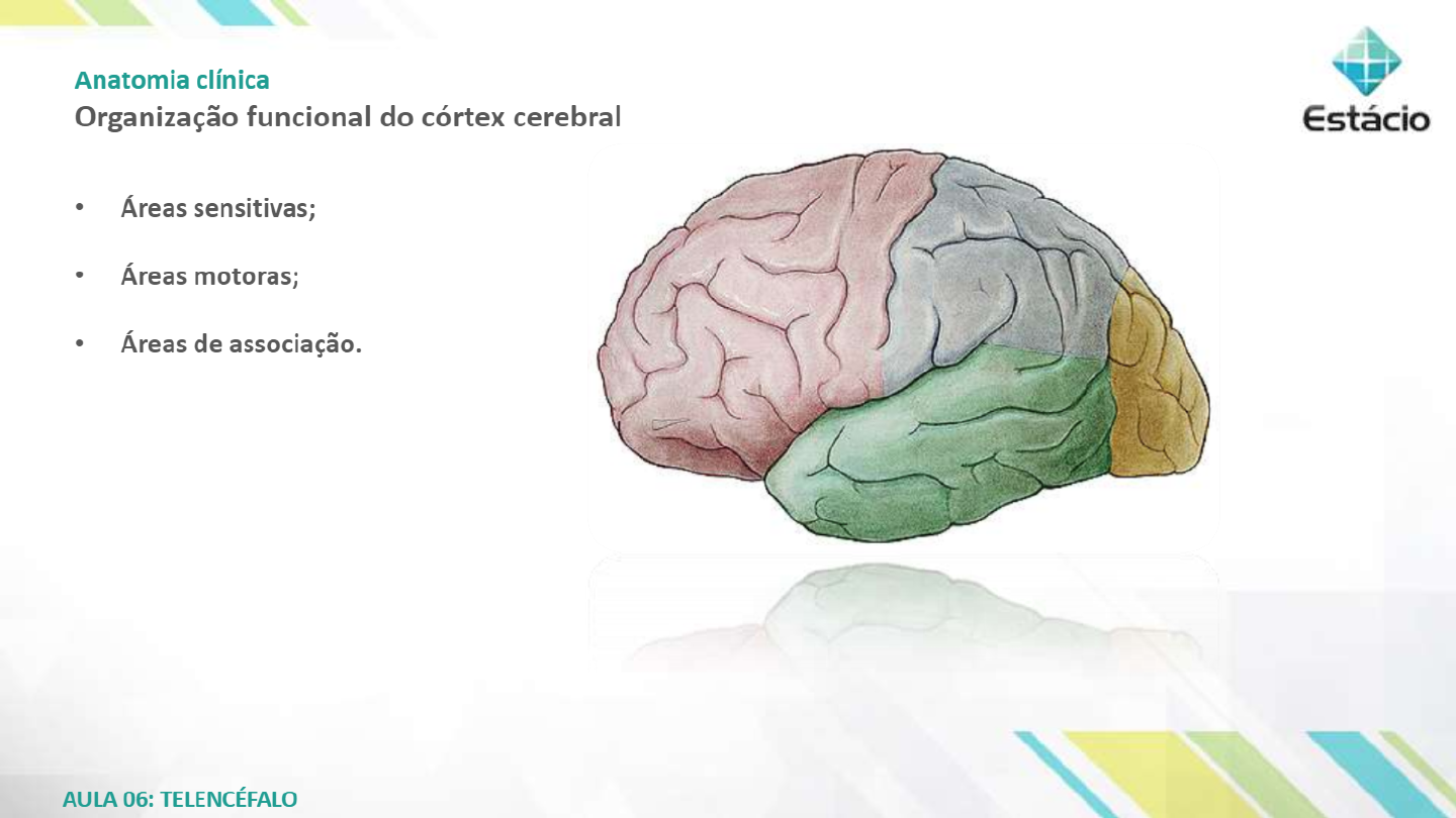 Aula 06 Telencéfalo - Anatomia Clínica