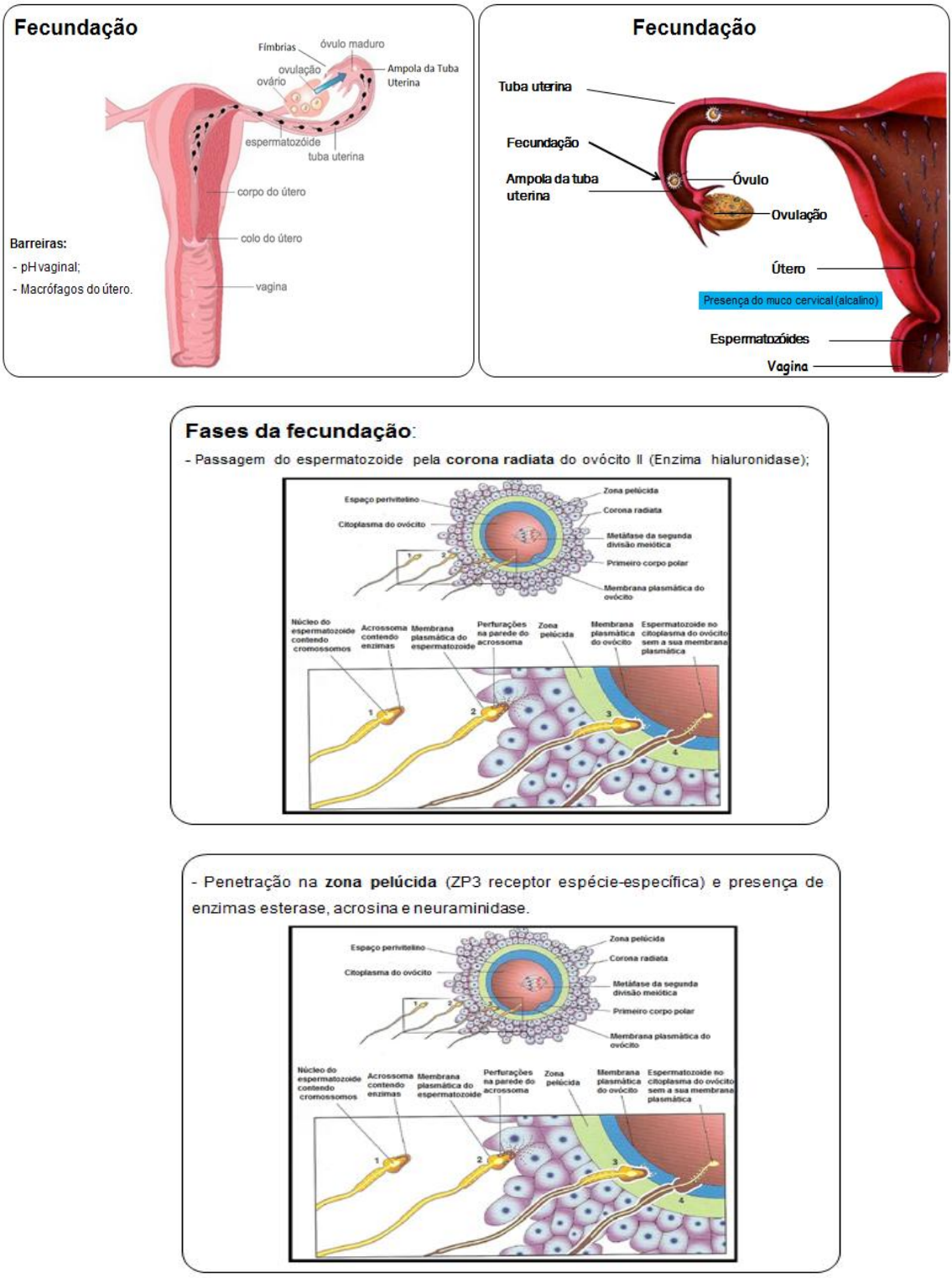 (Aula 4) - Fecundação.PDF - Enfermagem