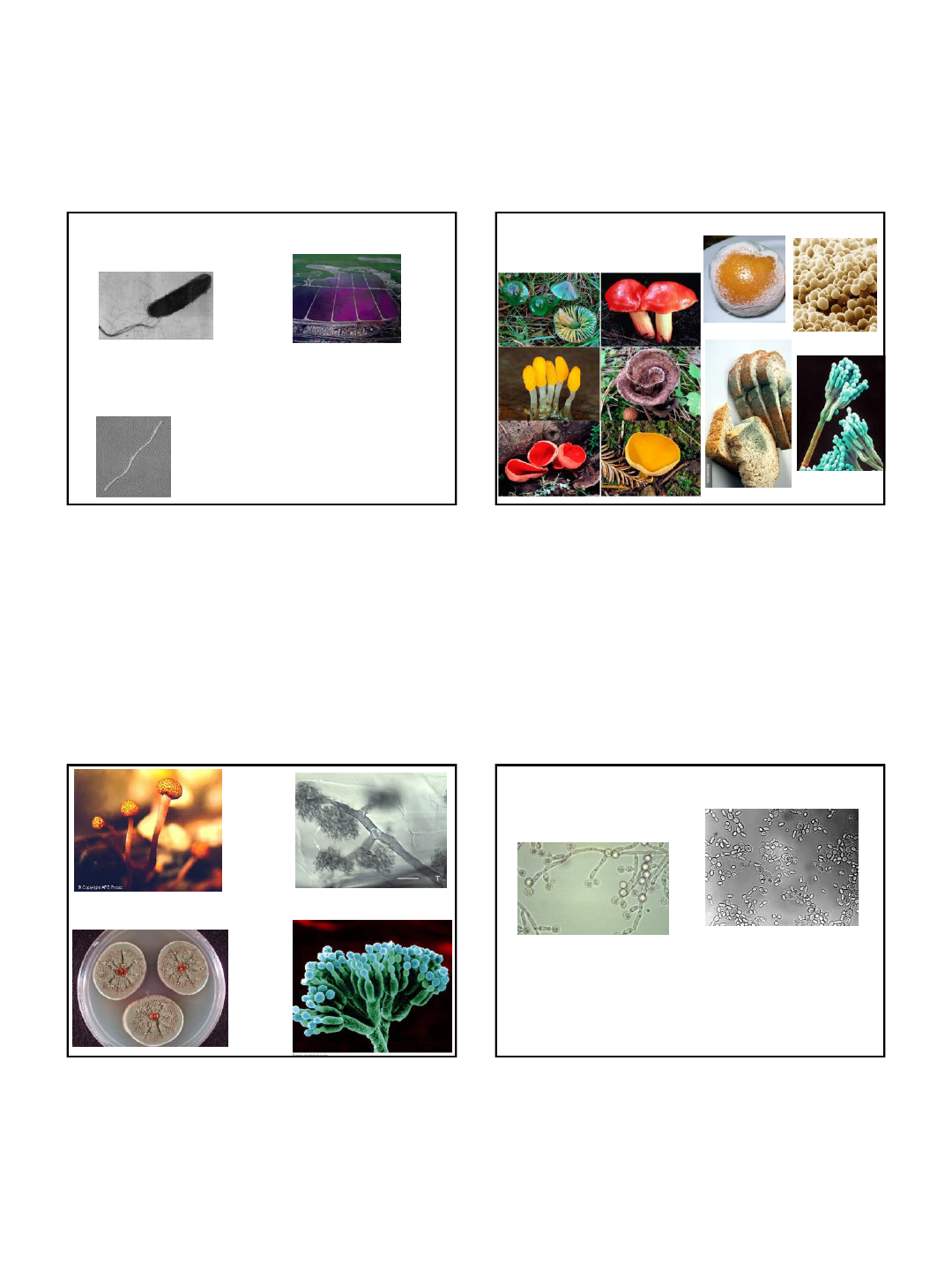 1 Introdução ao estudo da Microbiologia e historico (1) - Microbiologia ...