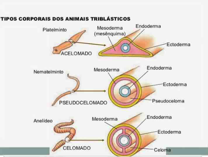 Animais triblasticos - Biologia