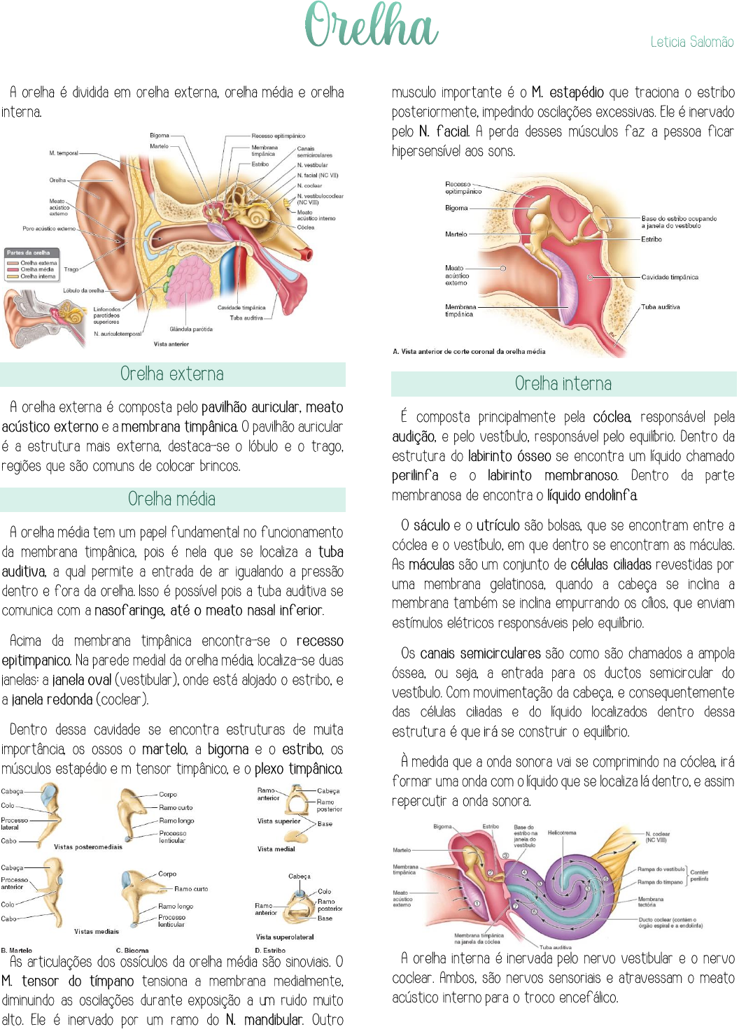 Anatomia da orelha - Anatomia II