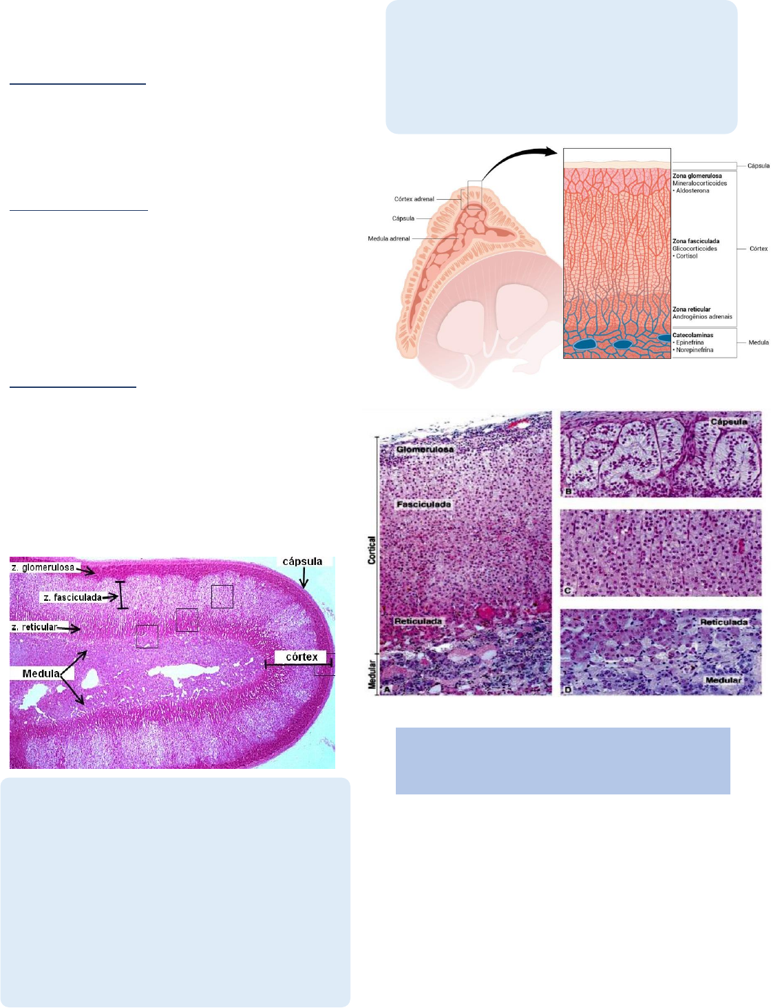 Histologia Da Zona Fasciculada Histología Del Sistema Endocrino