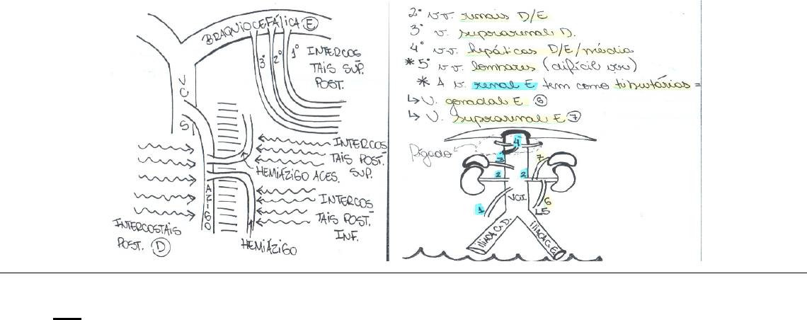 Anatomia II Sistema Venoso - Anatomia Humana I