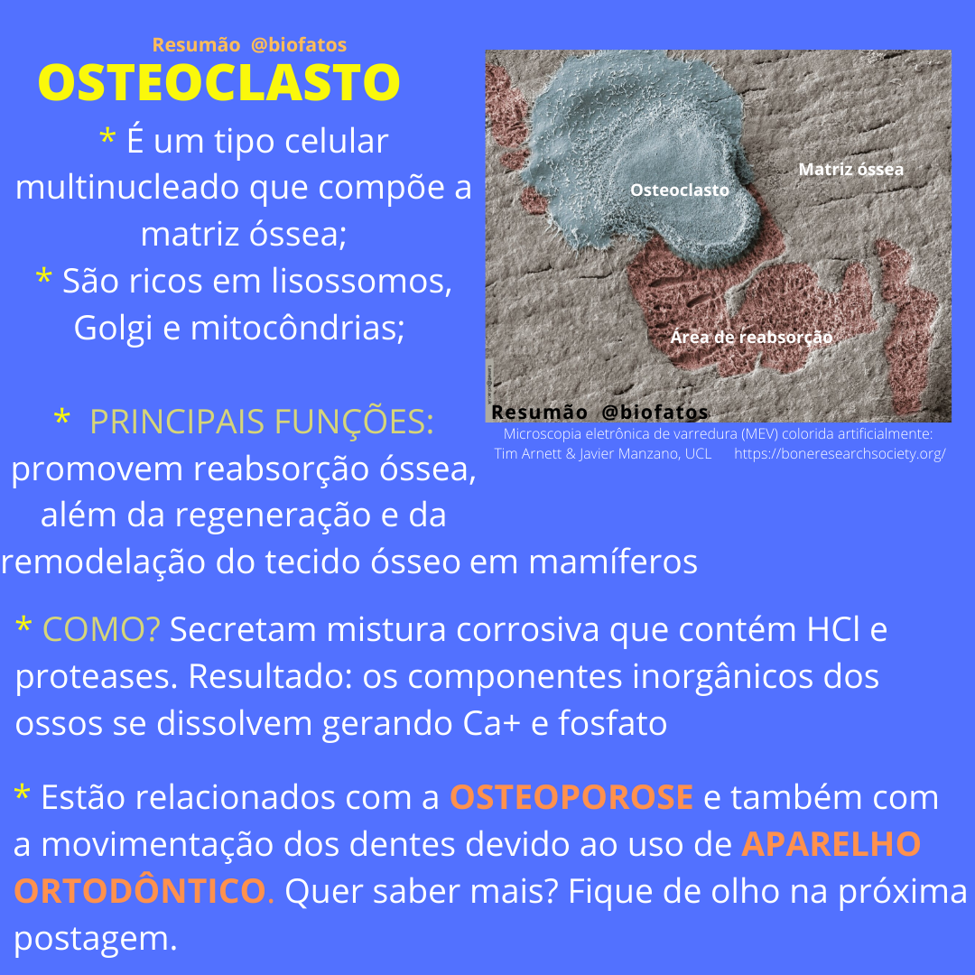 OSTEOCLASTO - Biologia Celular