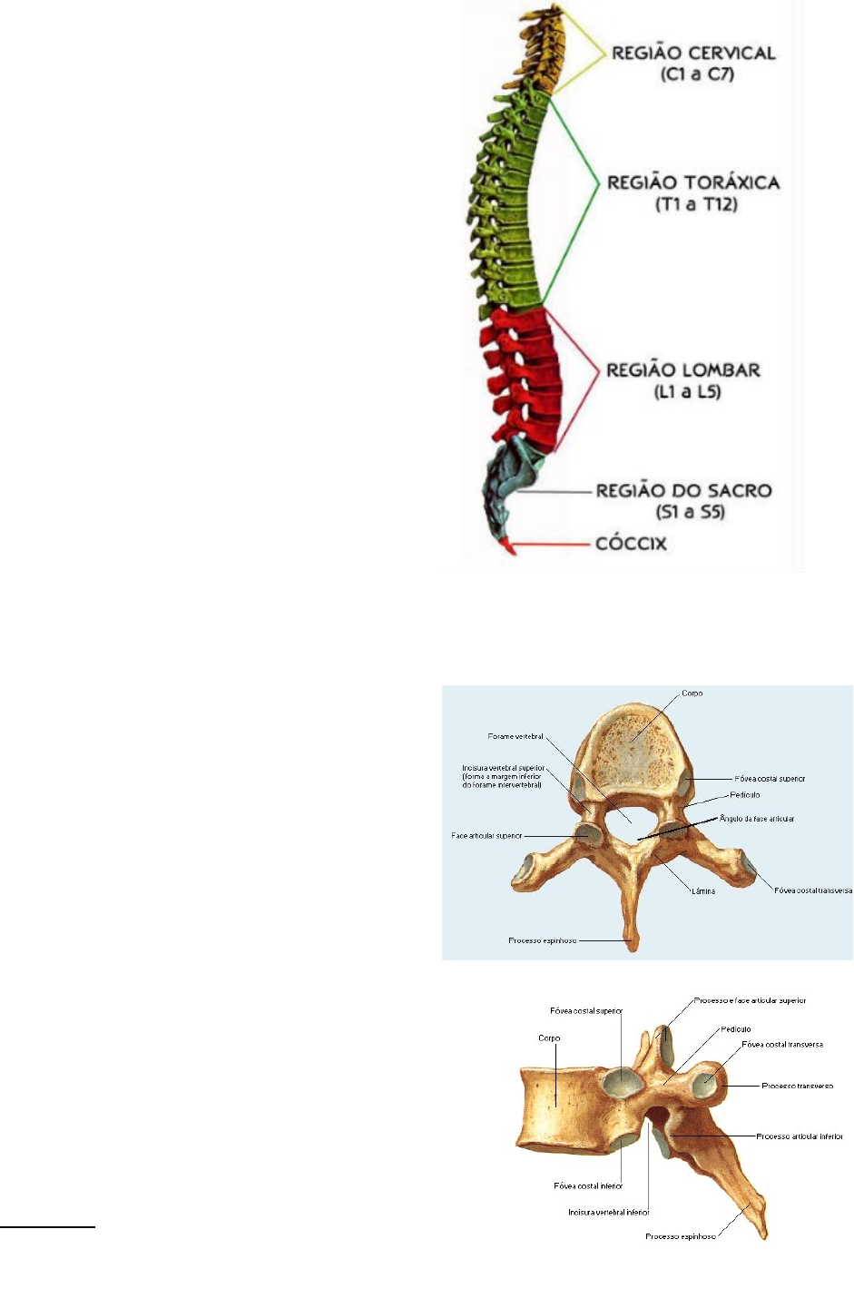 Suturas do crânio – Anatomia papel e caneta - vitrinedossonhos.com.br