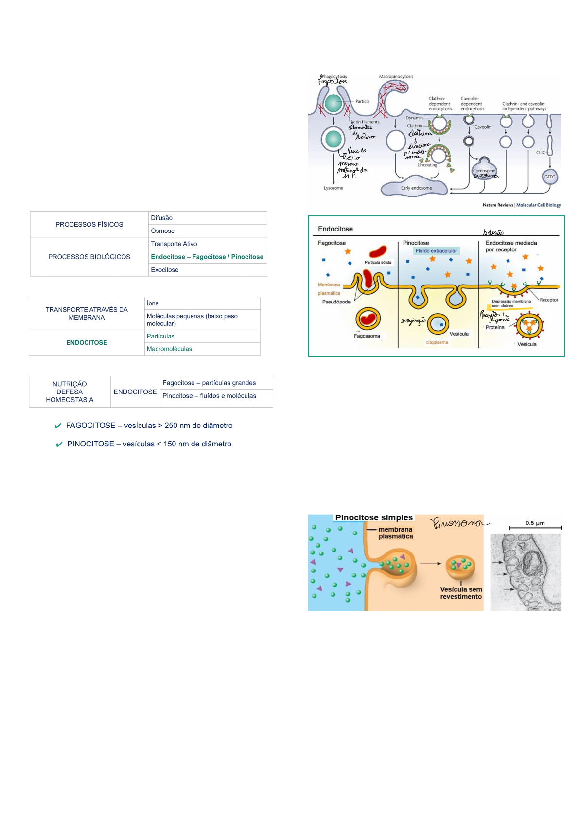 Etapas De Endocitose Vírus E Retrovírus