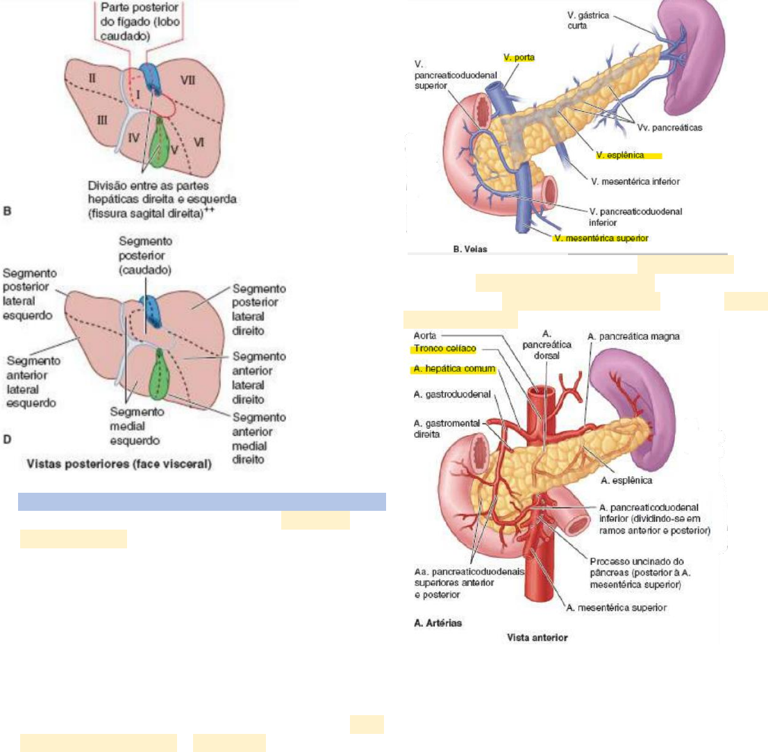 Anatomia Vascular Do Figado Fígado – Wikipédia, A Enciclopédia