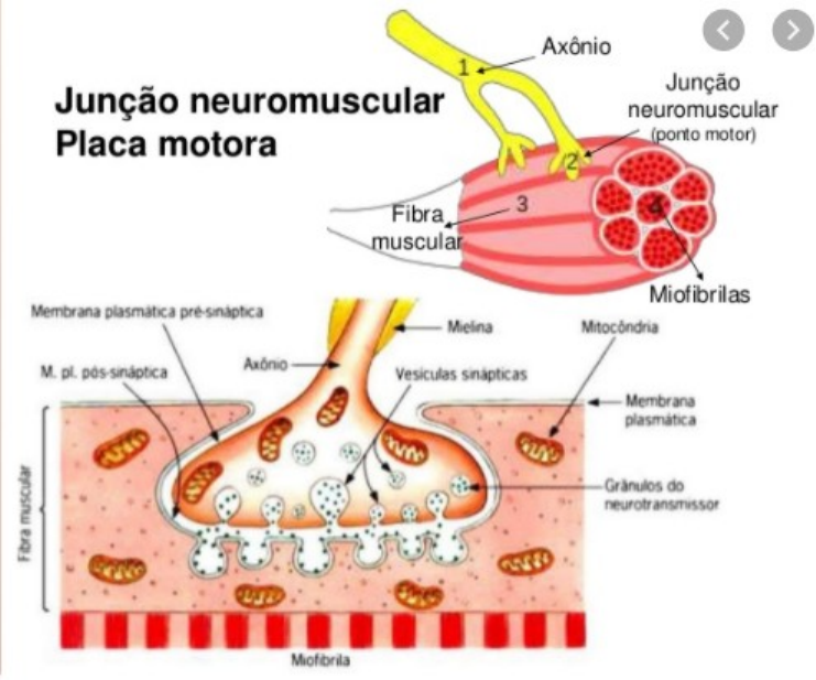 Diagrama De Etapas Da Juncao Neuromuscular