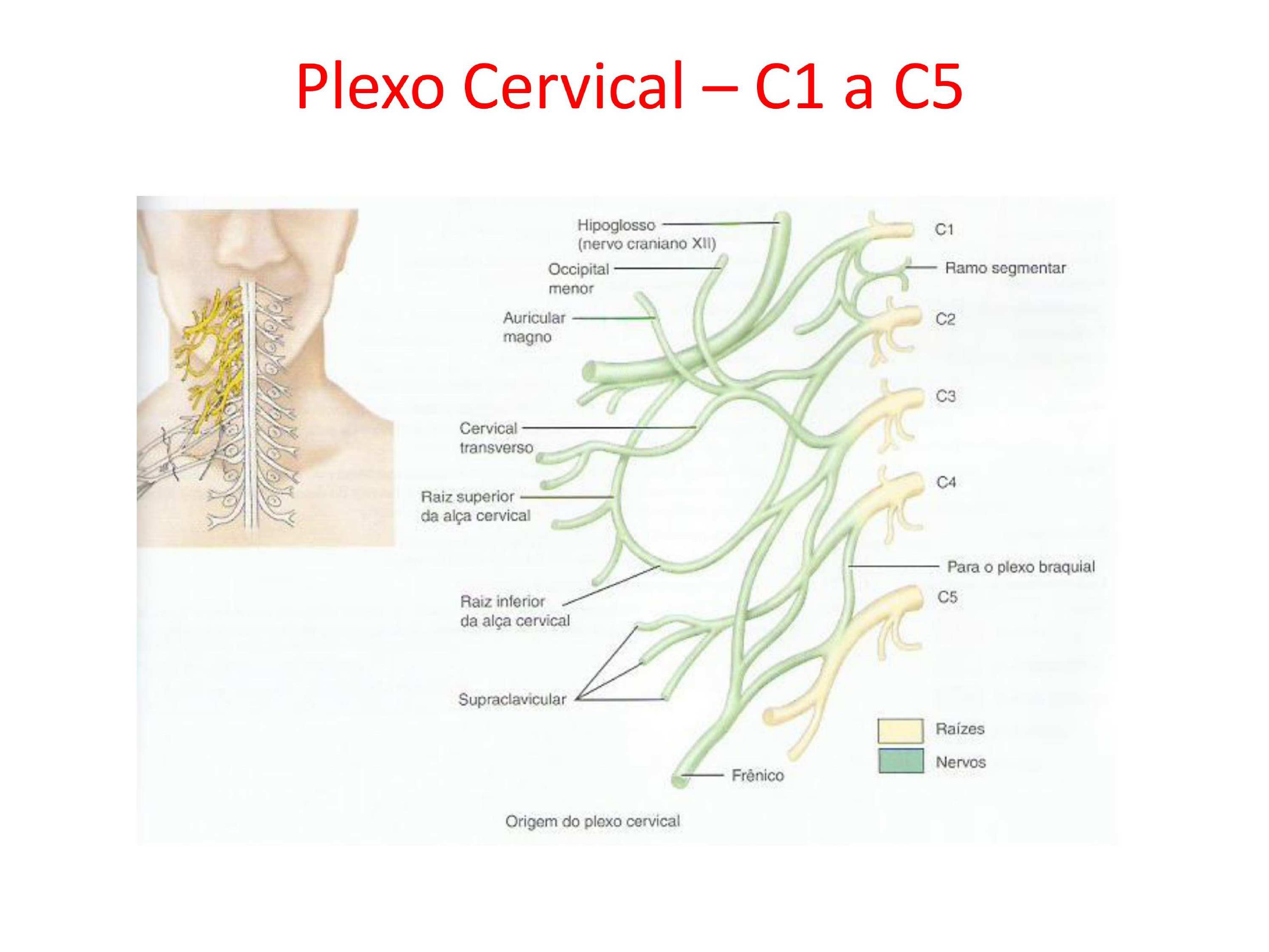 Plexo Cervical C1 a C5 - Anatomia I