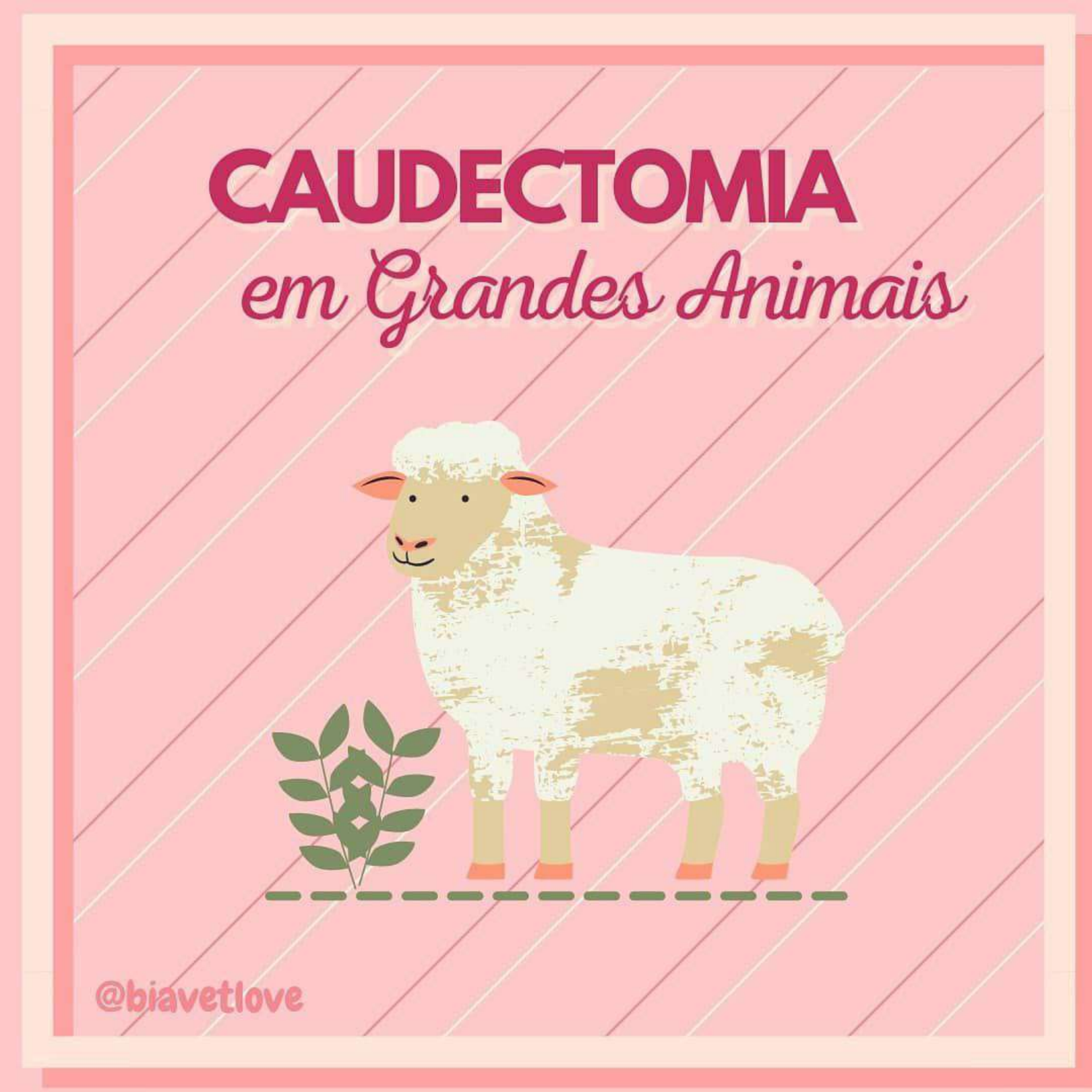 Caudectomia em grandes animais - Anatomia dos Animais Domesticos