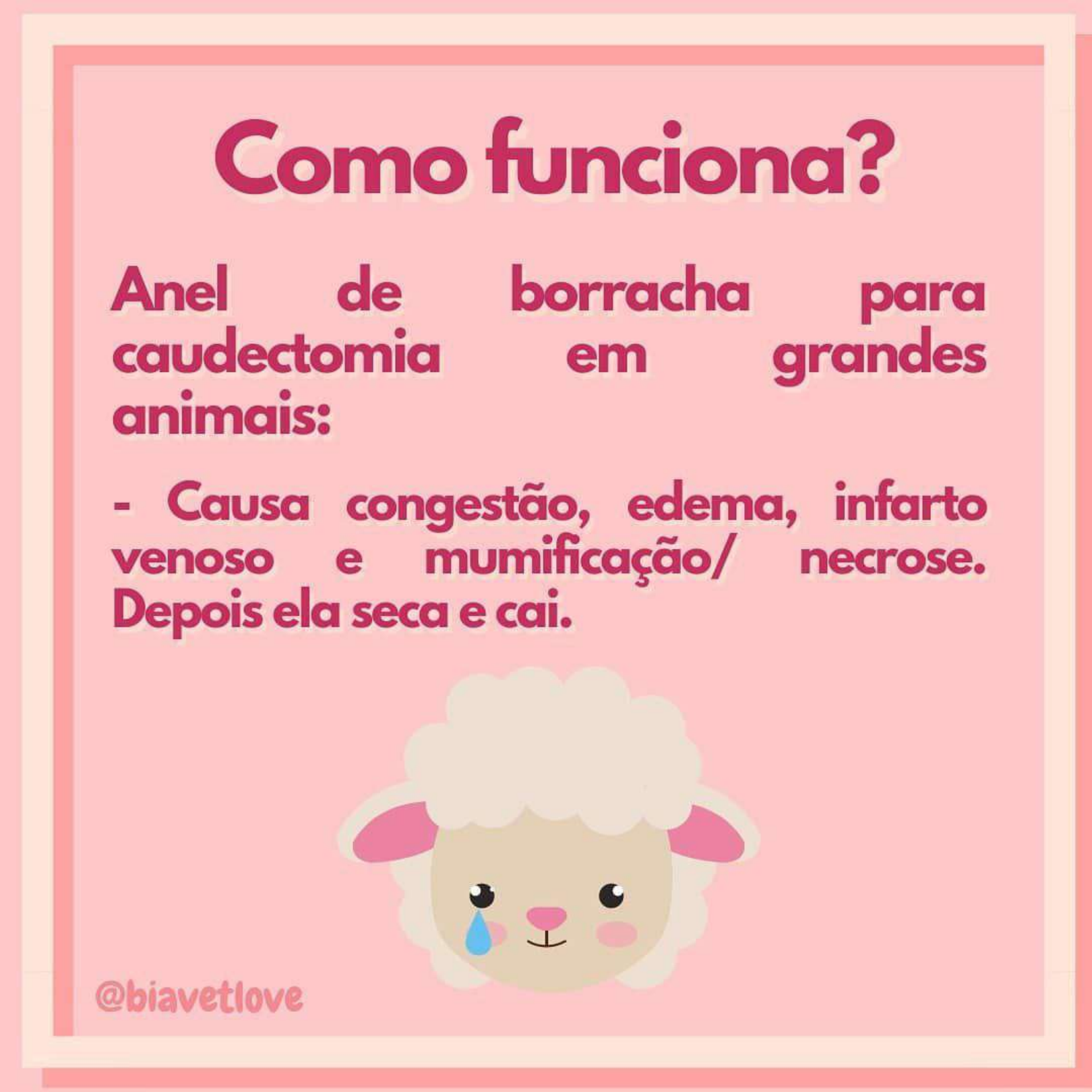 Caudectomia em grandes animais - Anatomia dos Animais Domesticos