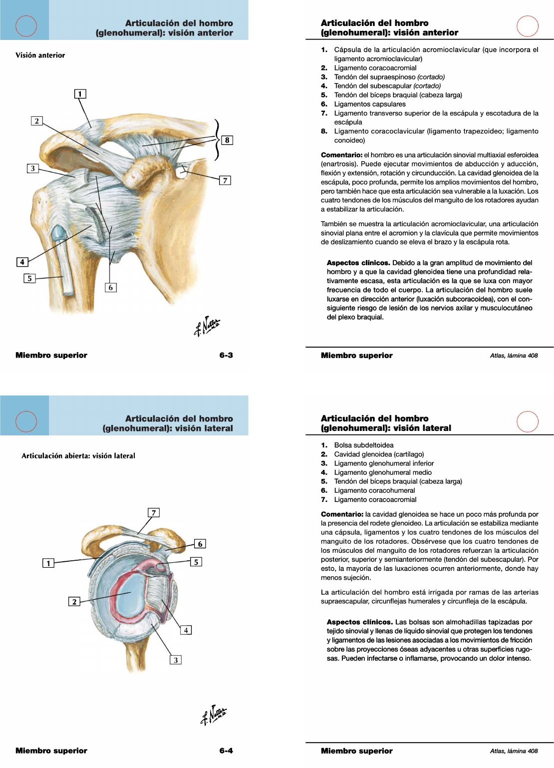 Flashcards MIEMBRO SUPERIOR - Anatomia I