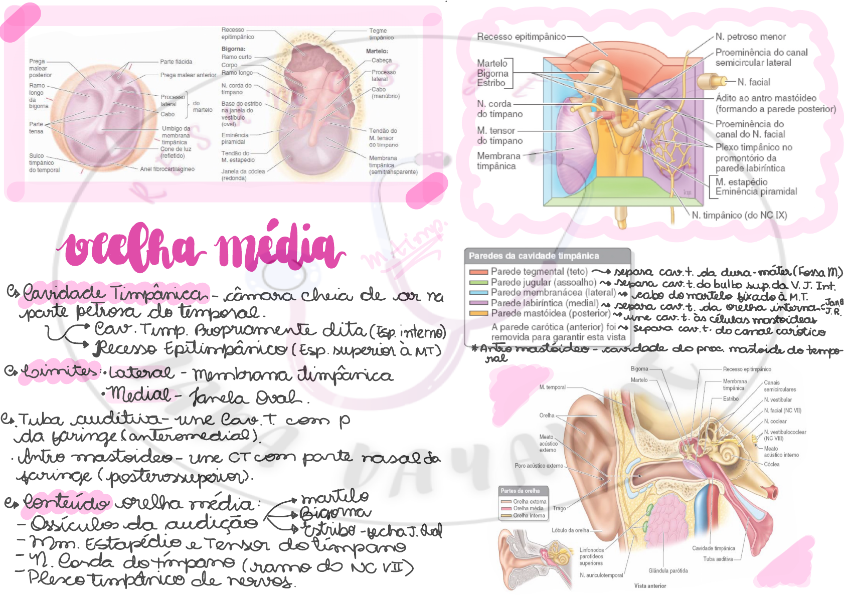 Diagrama De Anatomia Da Orelha Em Branco