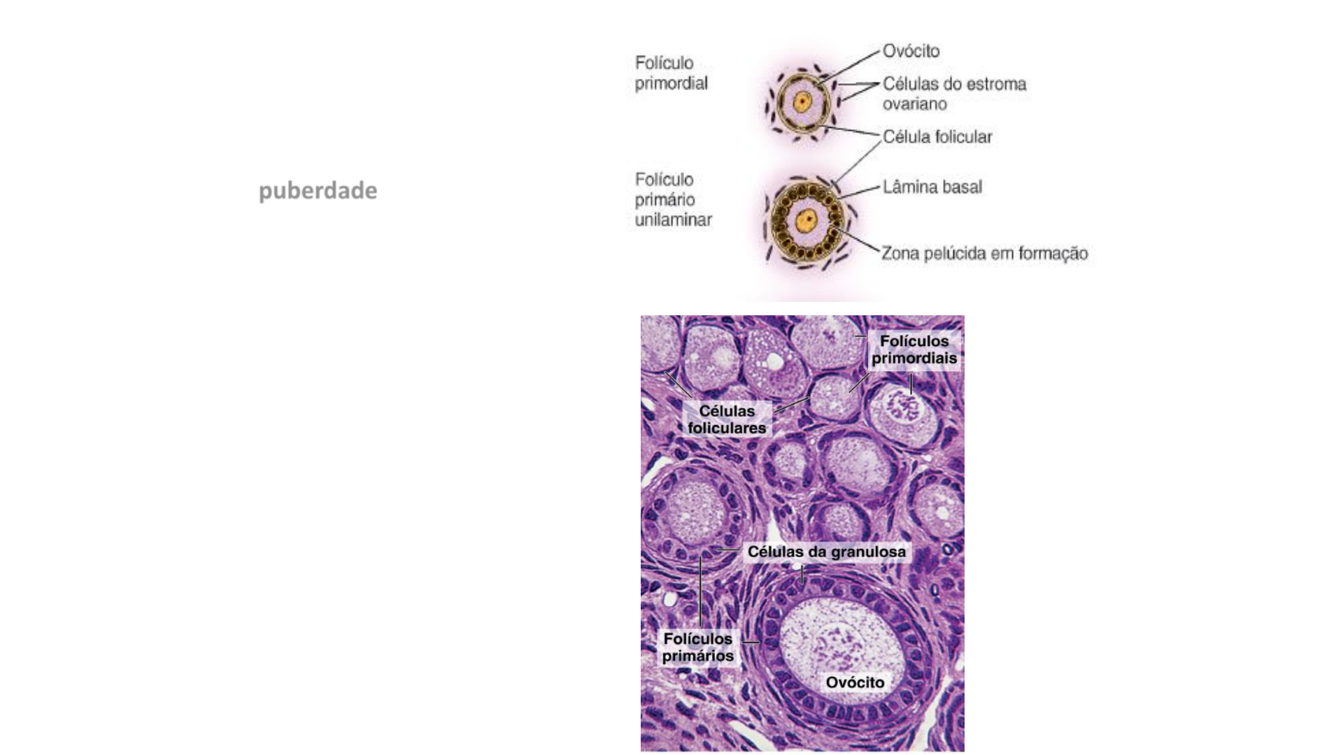 embriohisto aula 6 formação dos foliculos - Histologia e Embriologia