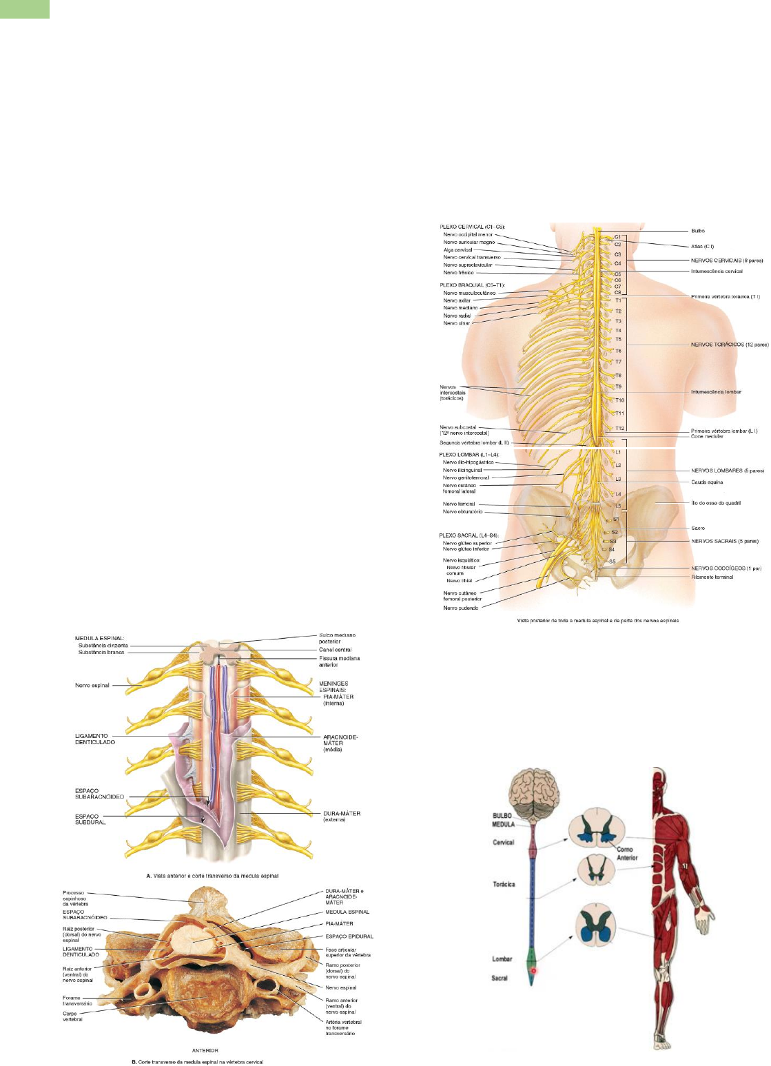 Funcoes Da Medula Espinhal