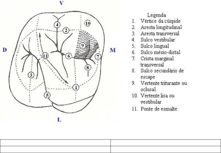 Anatomia e Escultura Dentária - Anatomia e Escultura Dental