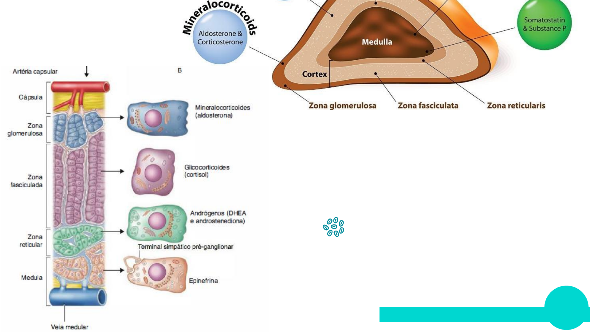 Camadas Do Cortex Adrenal Adrenal Cortex An Overview | ScienceDirect