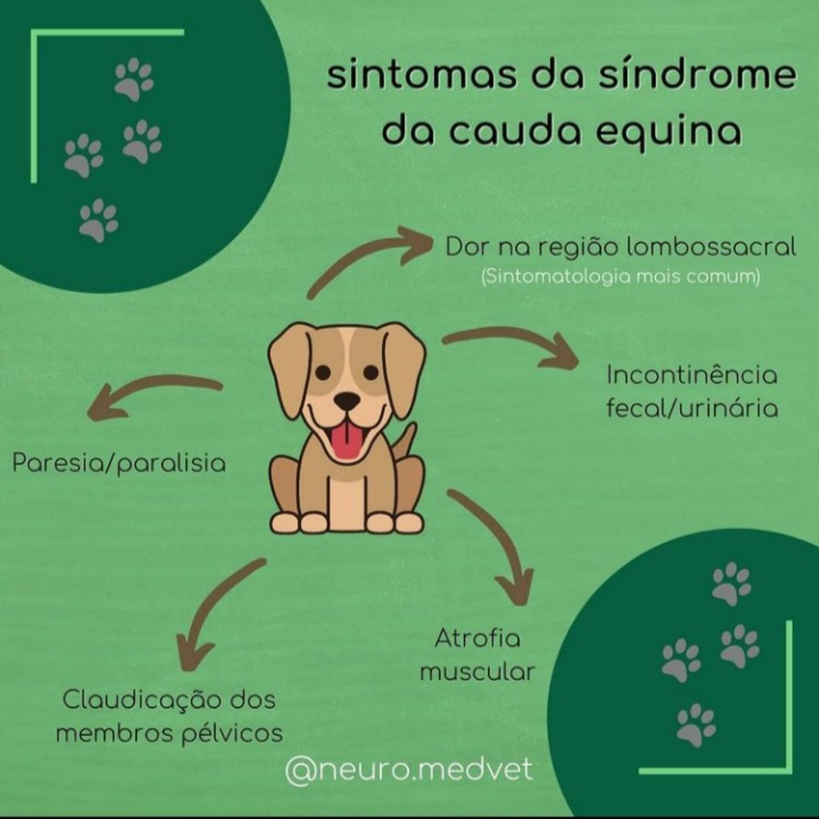 Síndrome da cauda equina - Clínica de Pequenos Animais