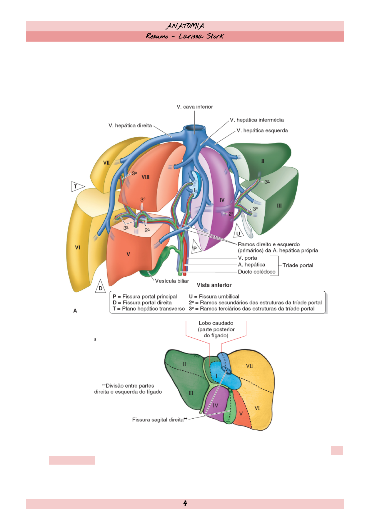 Resumo do Ducto Colédoco: anatomia, histologia, semiologia e mais ...