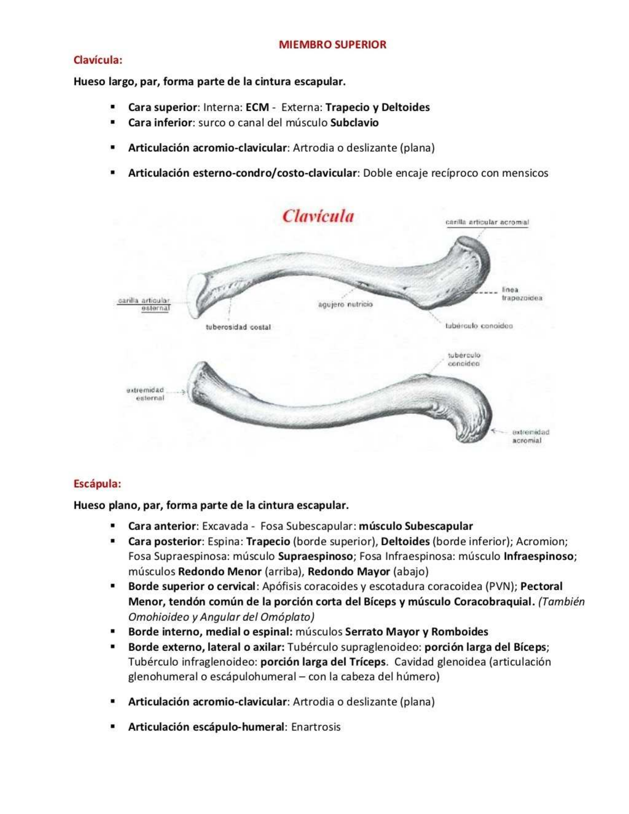 Miembro Superior Resumen - Anatomia I