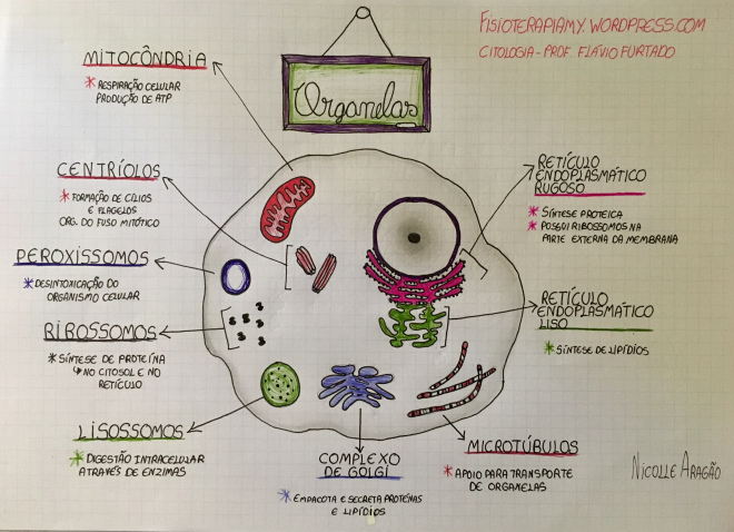 Organelas - Mapa Mental