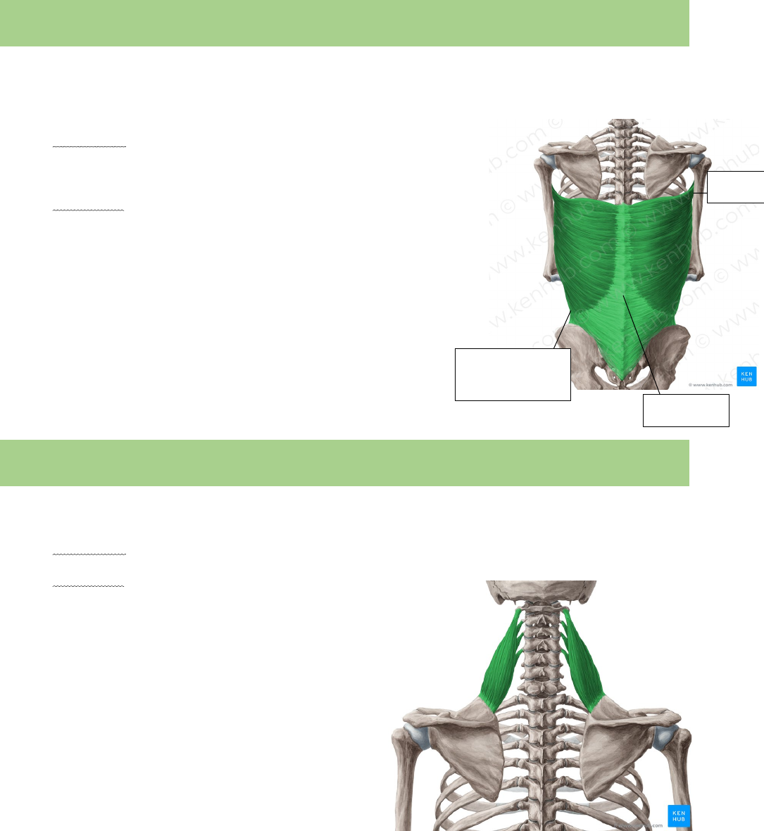 Músculos do dorso - Anatomia I