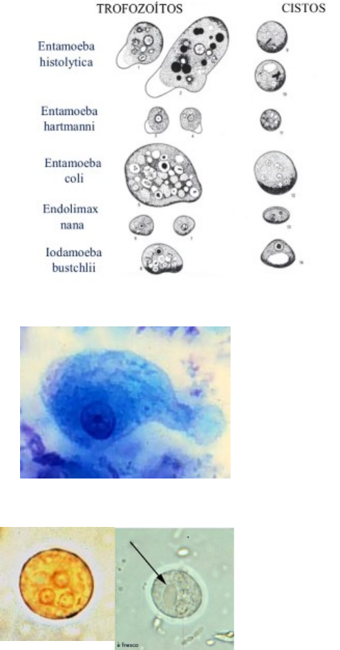 Morfologia Da Entamoeba Histolytica ENTAMOEBA HISTOLYTICA : Ciclo De
