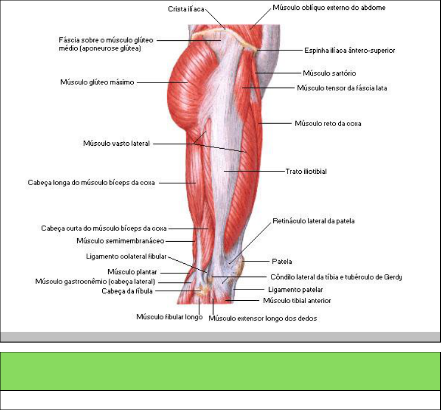 Musculos Internos Da Coxa