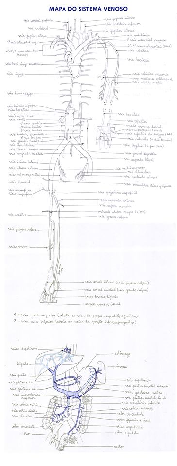 Mapa do Sistema Venoso - Anatomia I