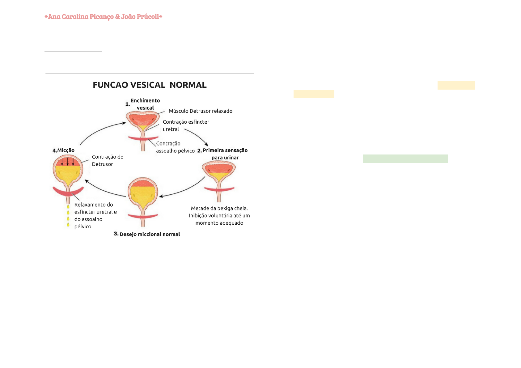 RESUMO REFLEXO MICÇÃO - Fisiologia Humana I