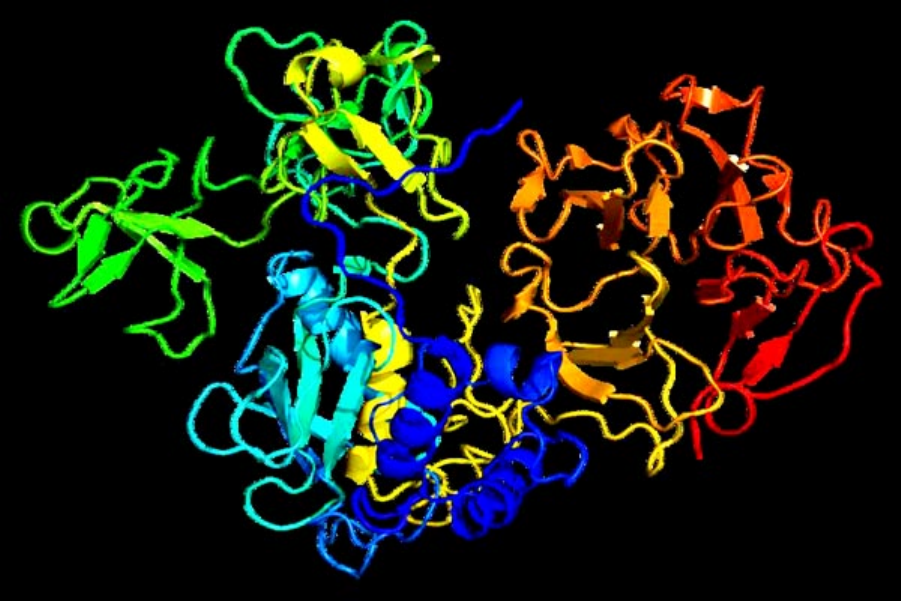 Metaloproteinases: características, funções e tipos - Biofísica