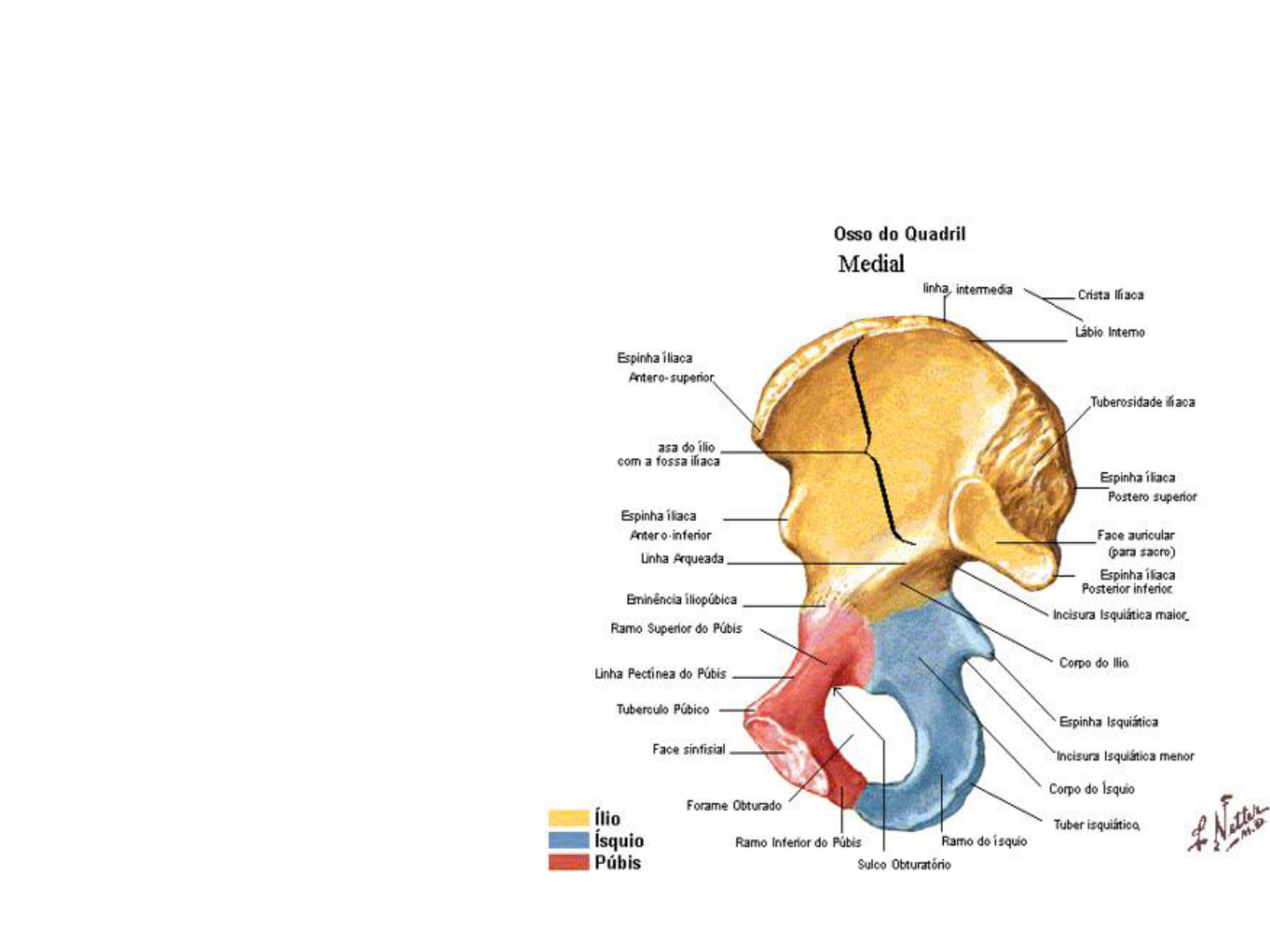 Espinha Ilíaca ântero Superior