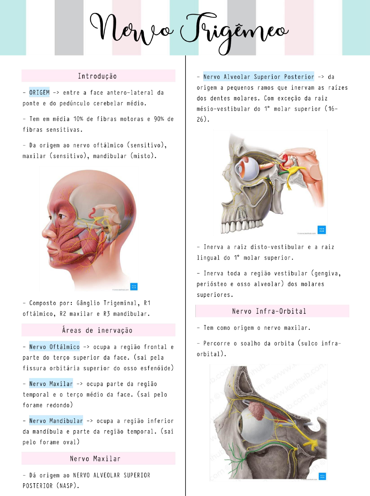 Netter Anatomia Do Nervo Trigemeo