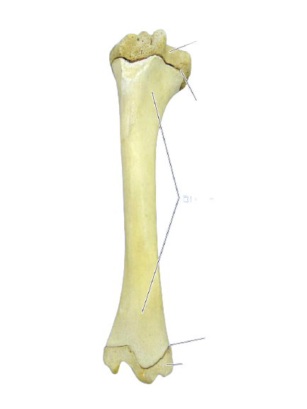 Imagem osso longo para classificar - Anatomia e Fisiologia Animal