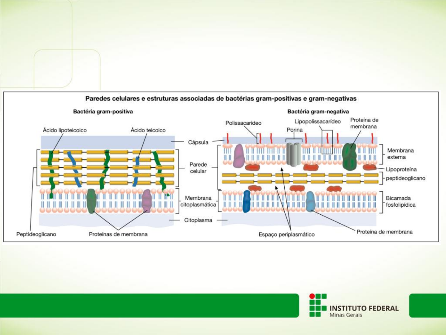 Bacterias Gram Negativas E Gram Positivas Revista Brasileira De
