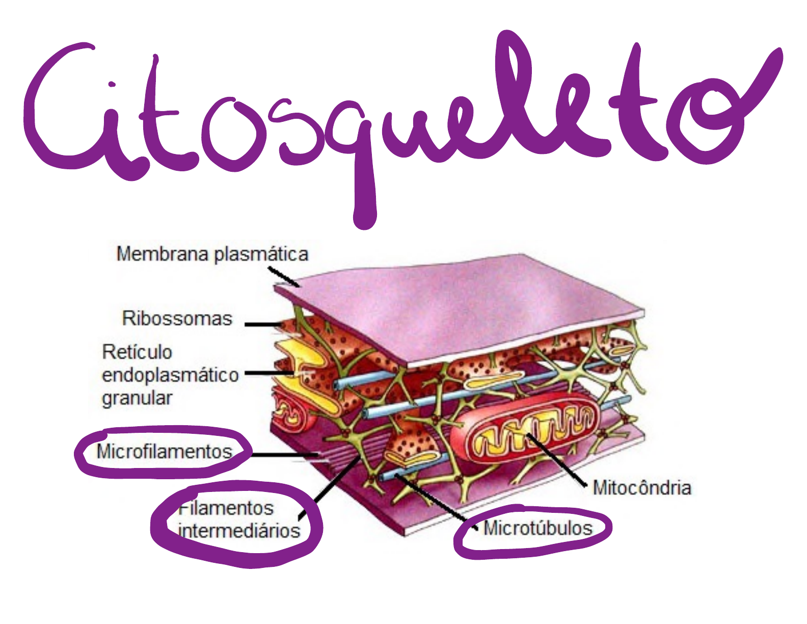 Citoesqueleto - Biologia Celular