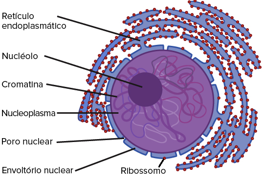 Citologia - Célula Nomenclatura - Citologia e Histologia