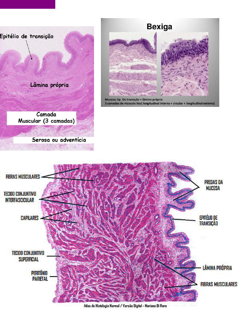 Histologia Da Bexiga Urinaria Musculo Detrusor Bexiga Urinária