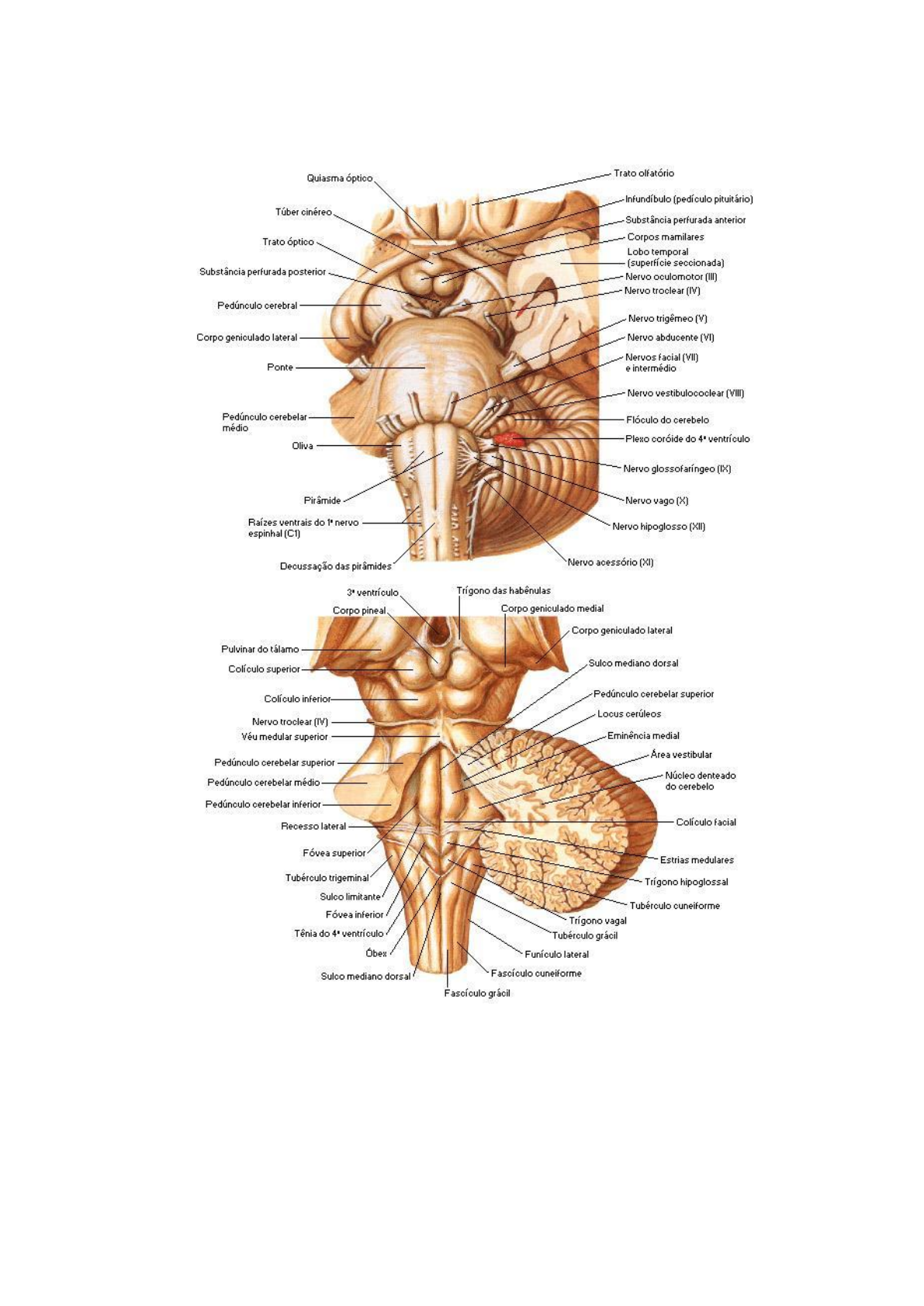 ENTENDA O QUE E ANATOMIA MACROSCÓPICA - lucox.cl ENTENDA O QUE E ANATOMIA MACROSCÓPICA - lucox.cl